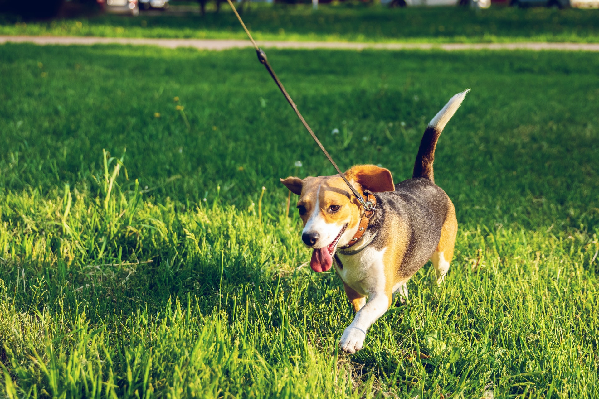 Anchorage Aims To Strengthen Leash Laws Service Animal Registry Of Anchorage Aims To Strengthen Leash Laws Service Animal Registry Of